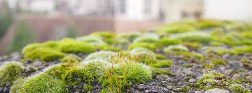 Understanding the Dangers of Moss - Protech Property Solutions