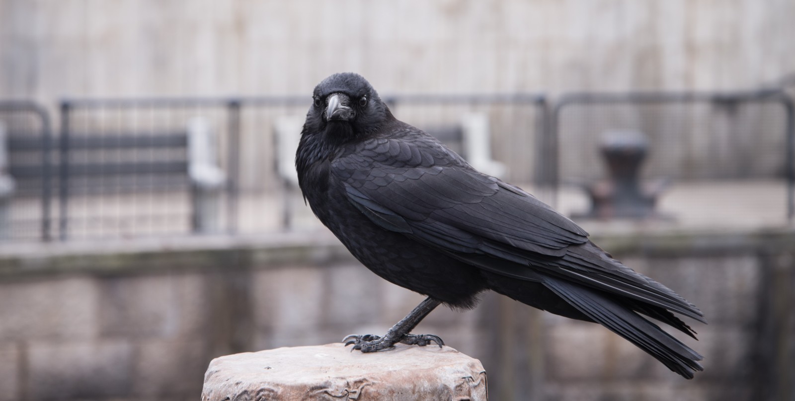 Guide to Bird Guano Removal - Protech Property Solutions