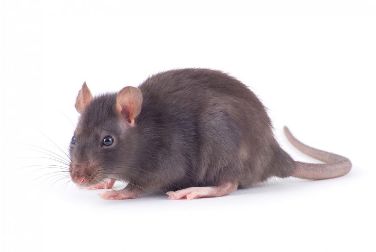 Rats and Dirty Bins: Prevention Tips - Protech Property Solutions